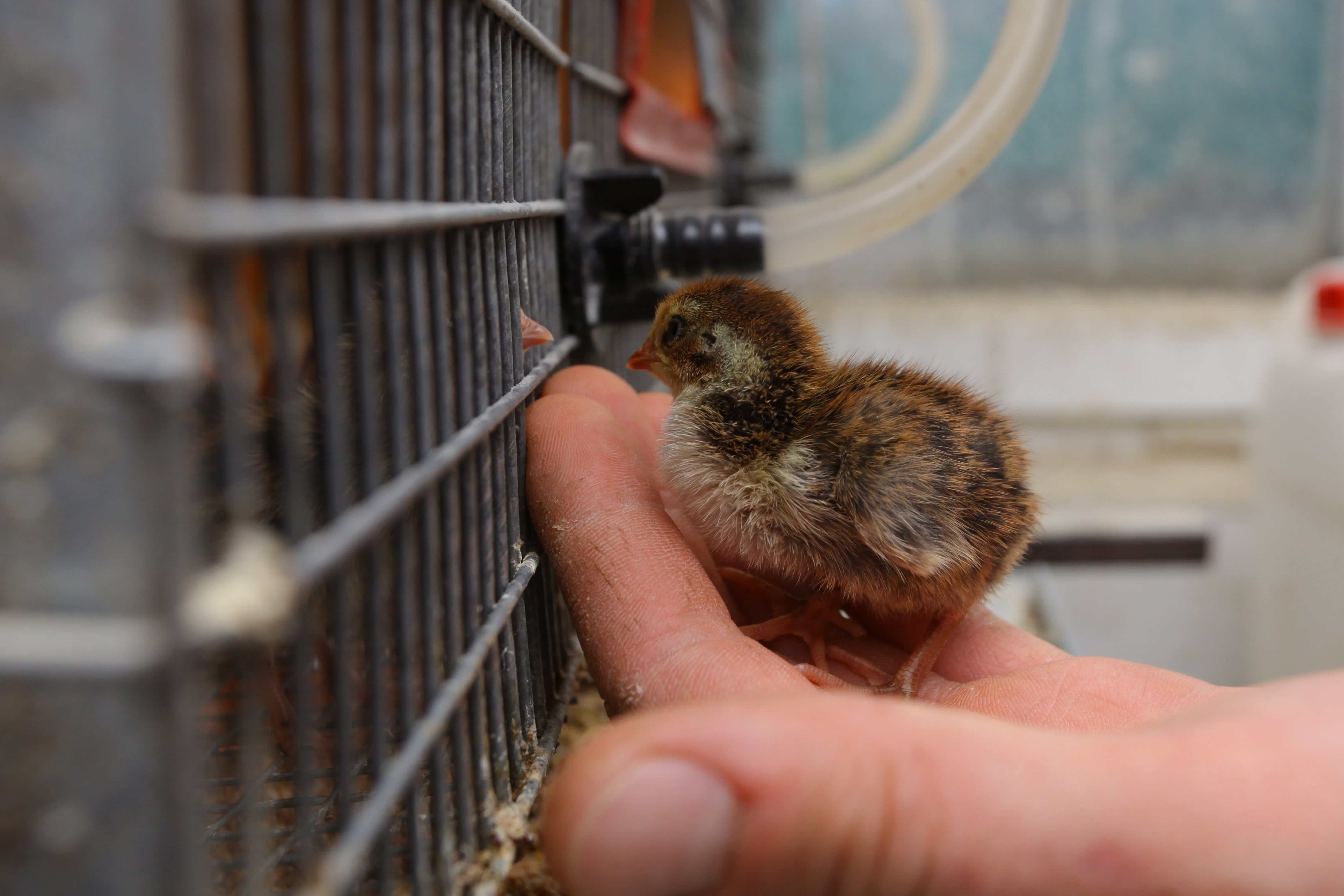 Pui prepelita - Tuxedo / Tibetana