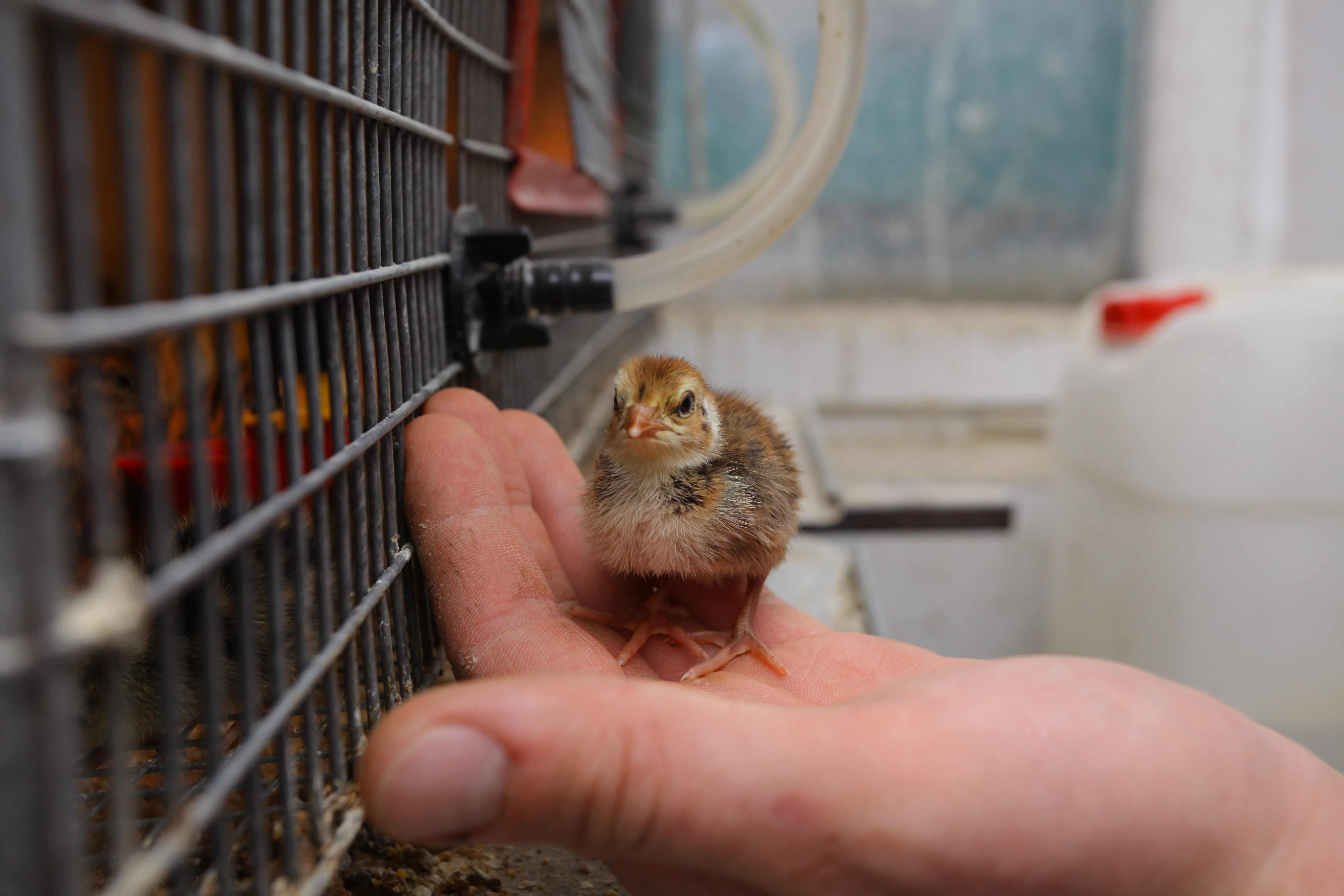 Pui prepelita - Tuxedo / Tibetana