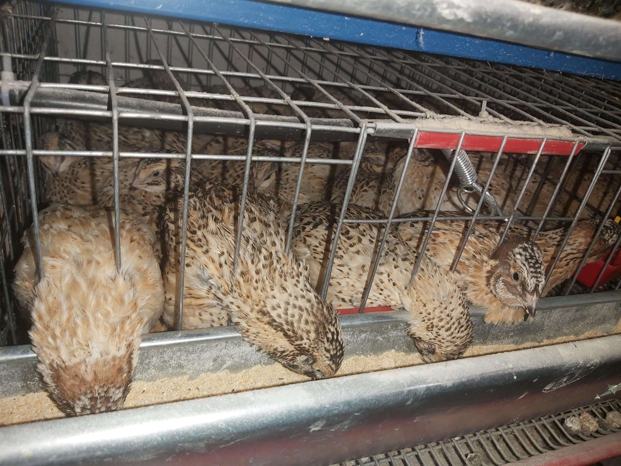 Prepelita outoare - Jumbo Gold - PrepelixFarm