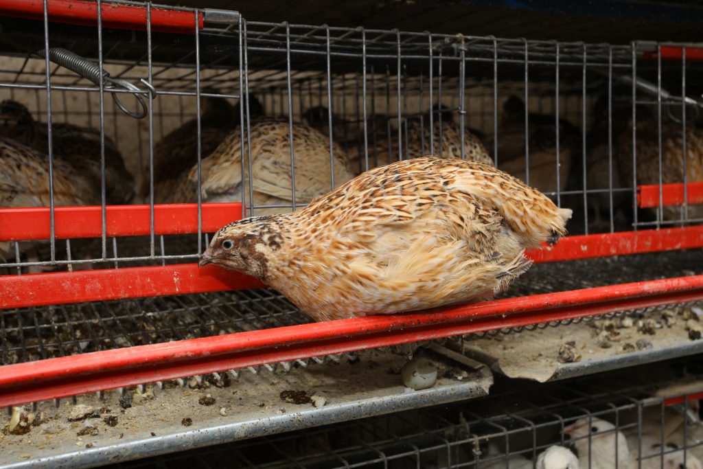 Prepelita outoare - Jumbo Gold - PrepelixFarm