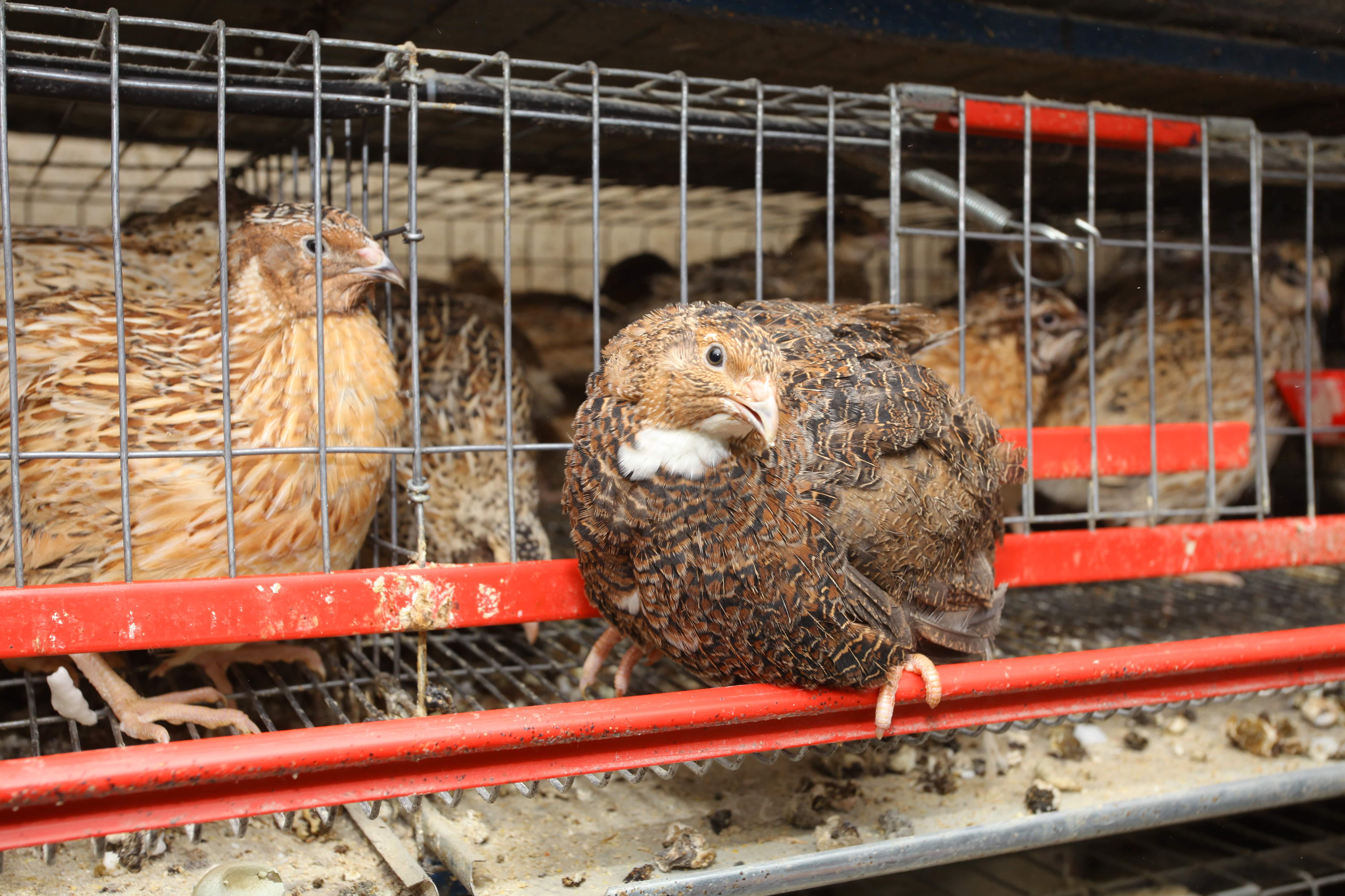 Prepelita outoare - Tuxedo / Tibetana - PrepelixFarm